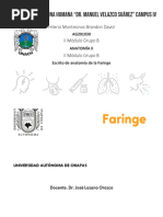 Anatomía y Epitelio de la Orofarínge | PDF | Cabeza y cuello humanos ...