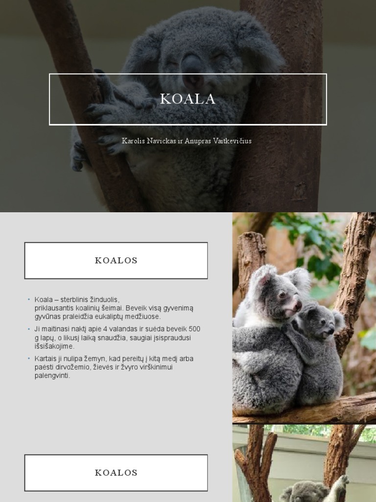 Koala | PDF