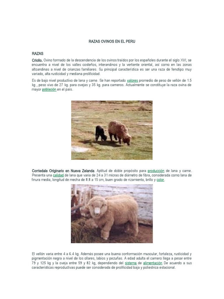 Razas de Ovinos en Perú: Guía Completa | PDF | Oveja | Lana