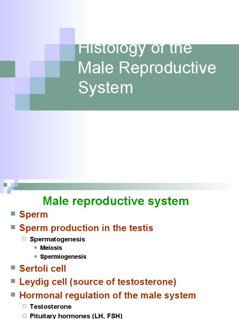 Testis Histology Overview | PDF | Testicle | Androgen