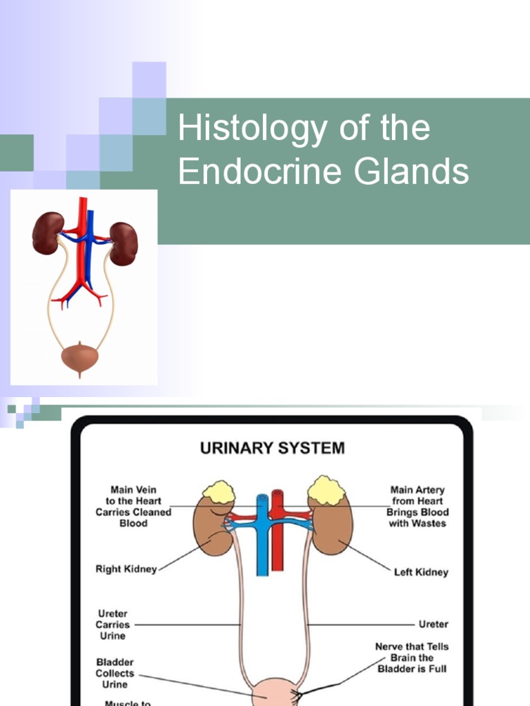 PPT14-Histology of Urinary System | PDF | Kidney | Human Anatomy