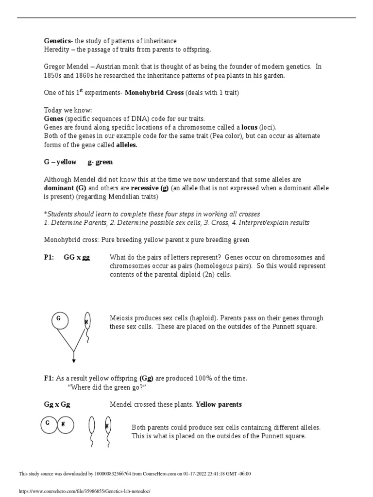 Genetics Lab Notes | PDF | Dominance (Genetics) | Allele