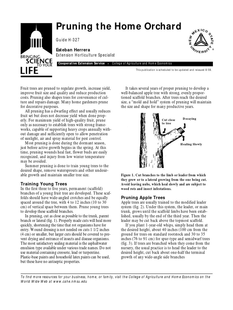 Pruning Fruit Trees | PDF | Pruning | Peach