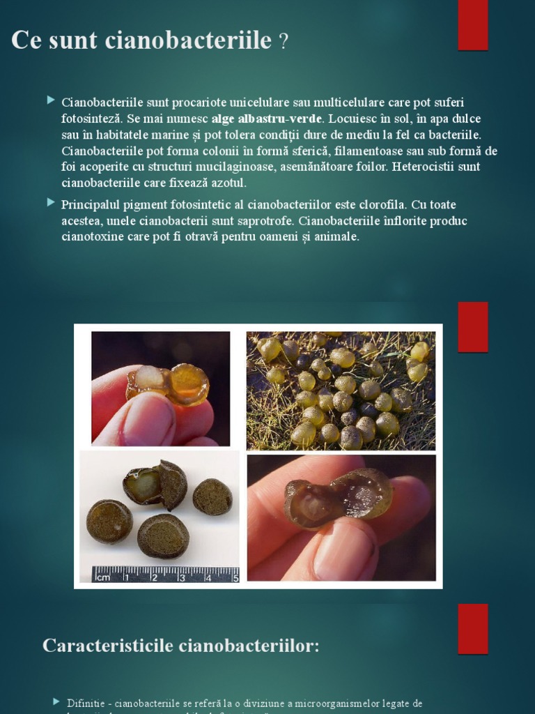 Ce Sunt Cianobacteriile | PDF