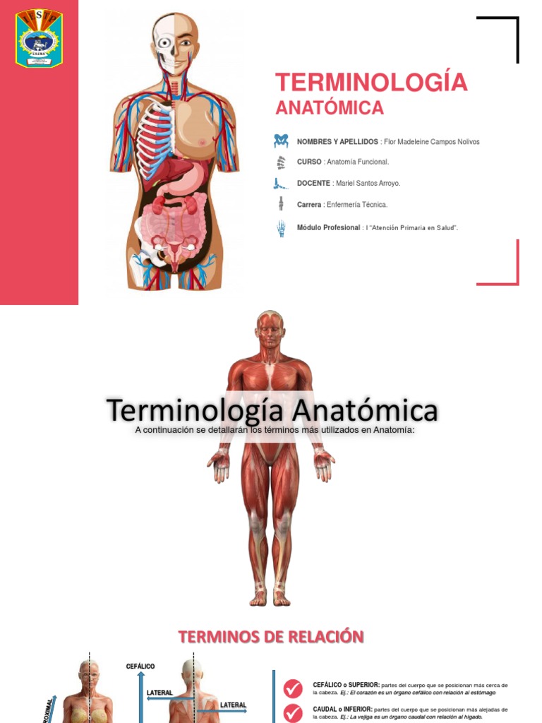 Terminología Anatómica | PDF | Términos anatómicos de ubicación ...
