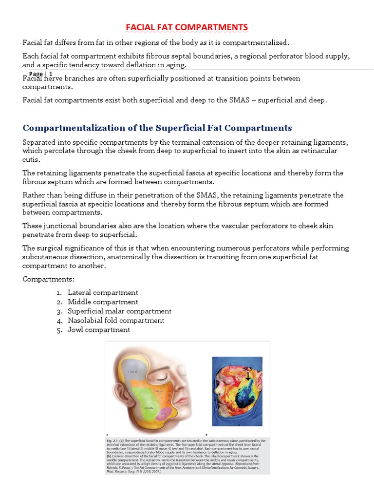 Facial Fat Compartments | PDF | Human Anatomy | Anatomy