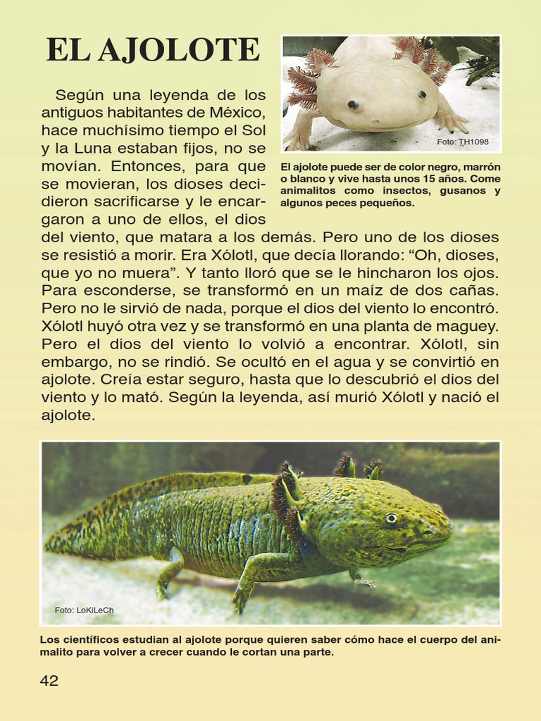 10 El Ajolote | PDF | Agua