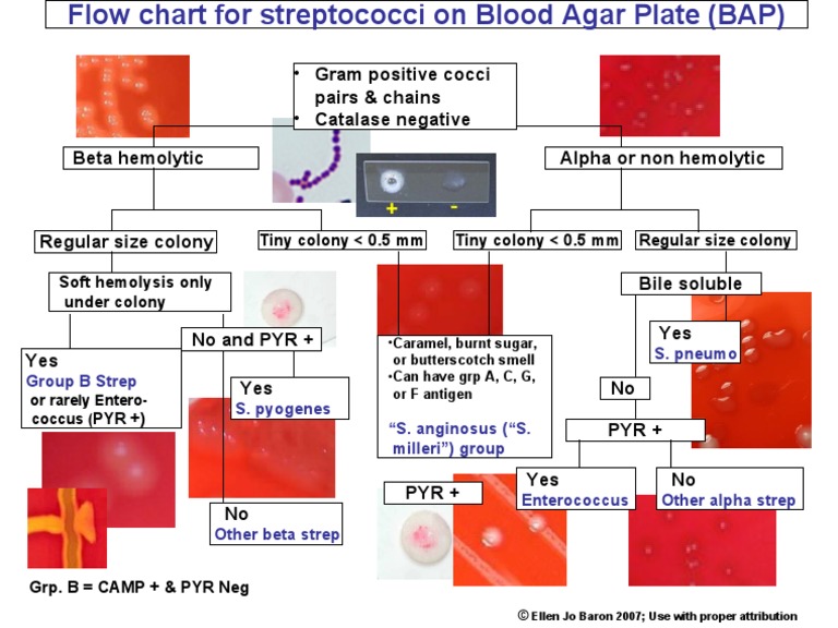 Strep Alpha, Beta, Entero Flow Chart | PDF
