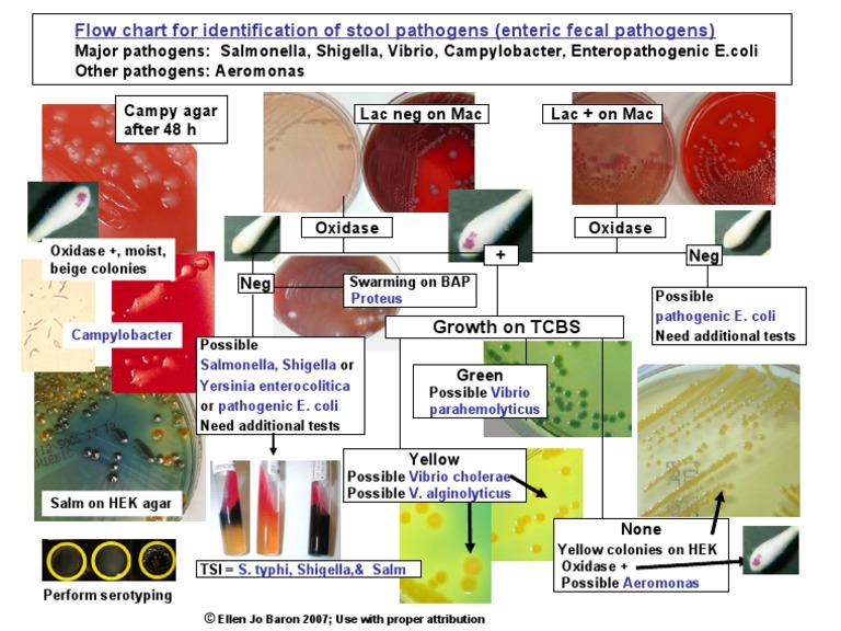 Flow Chart For Identification of Stool Pathogens (Enteric Fecal ...