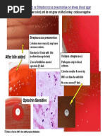 Strep Alpha, Beta, Entero Flow Chart | PDF