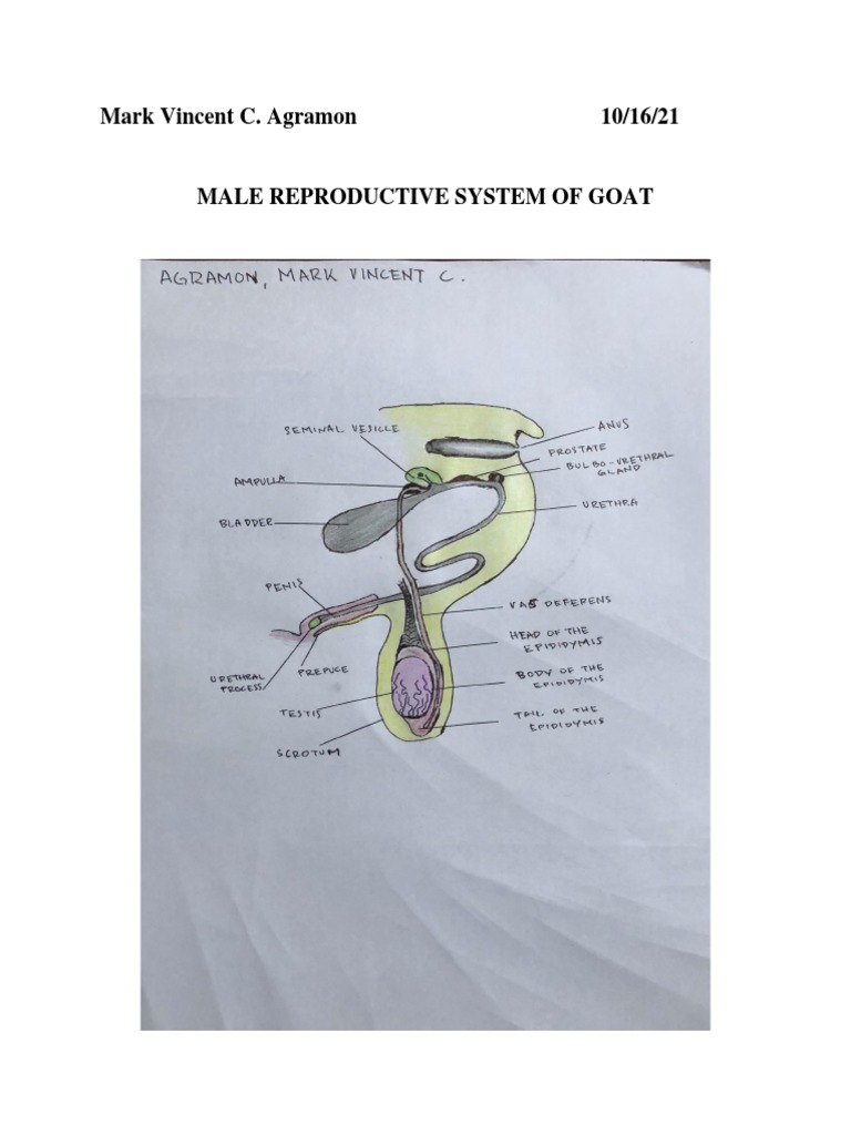 Goat Reproductive System