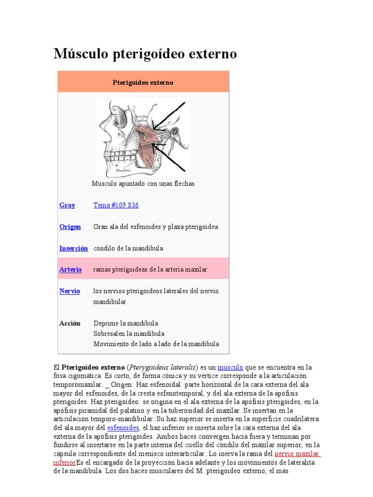 Músculo Pterigoídeo Externo | PDF | Cabeza y cuello humanos | Anatomía ...