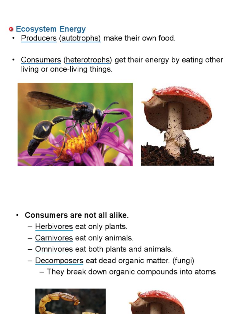 Ecosystem Energy: - Producers (Autotrophs) Make Their Own Food | PDF