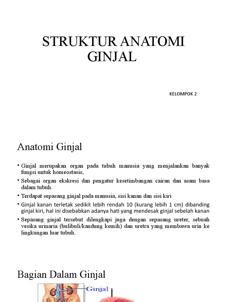 Struktur dan Fungsi Anatomi Ginjal | PDF | Ilmu Sosial