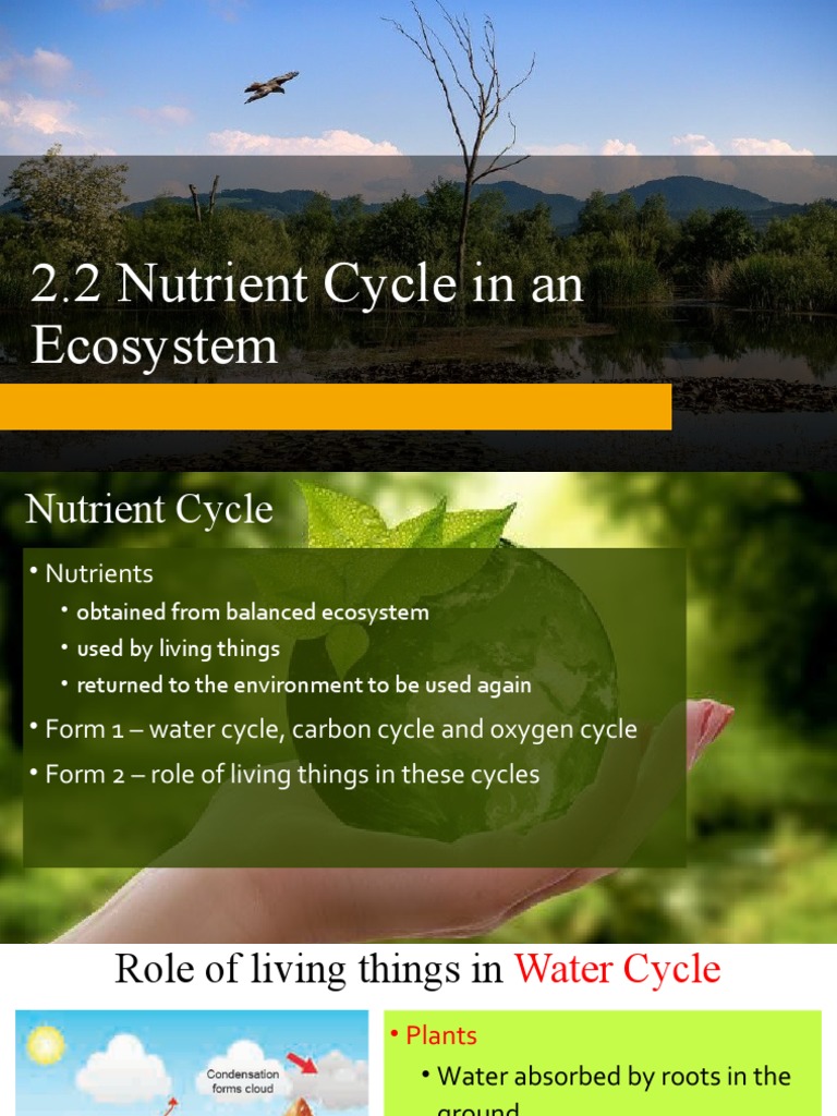 Nutrient Cycle & Ecosystem Roles | PDF | Carbon Cycle | Soil