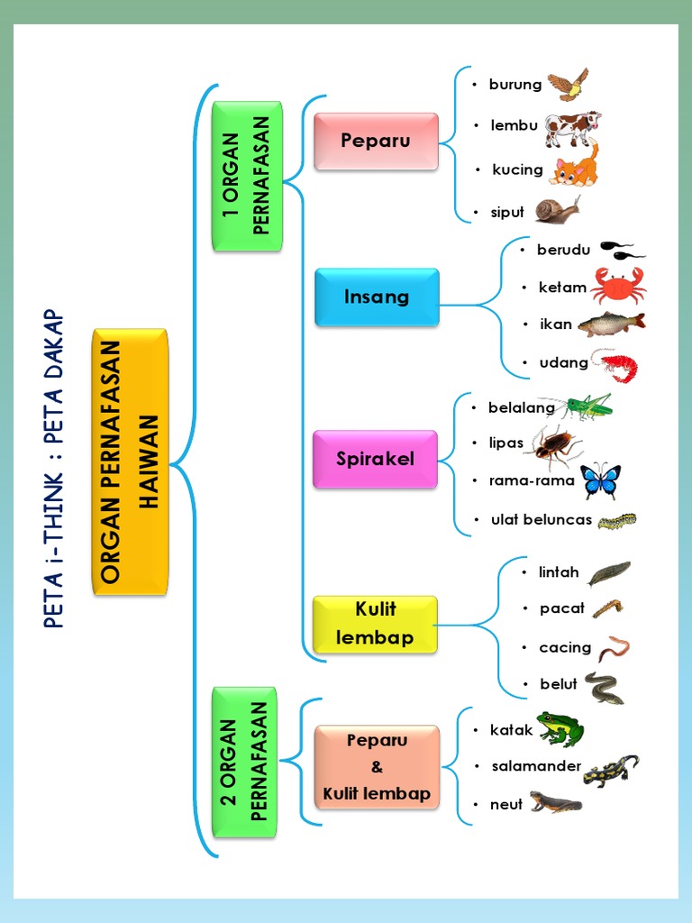 PETA DAKAP Organ Pernafasan Haiwan | PDF