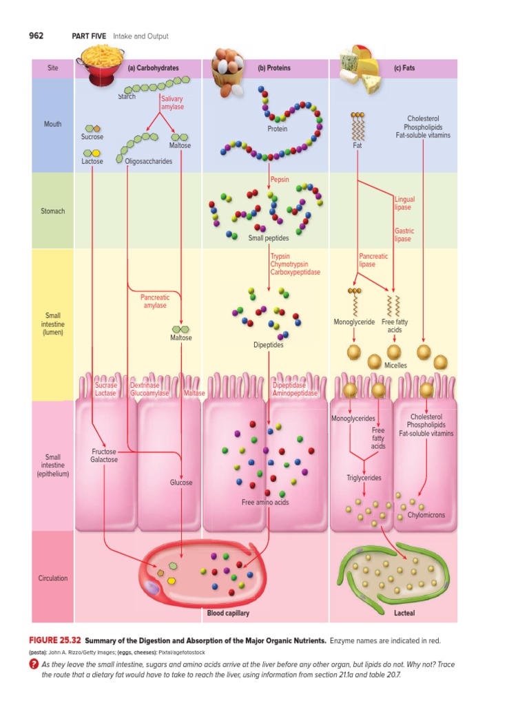 Kenneth Saladin - Anatomy & Physiology - The Unity of Form and Function ...
