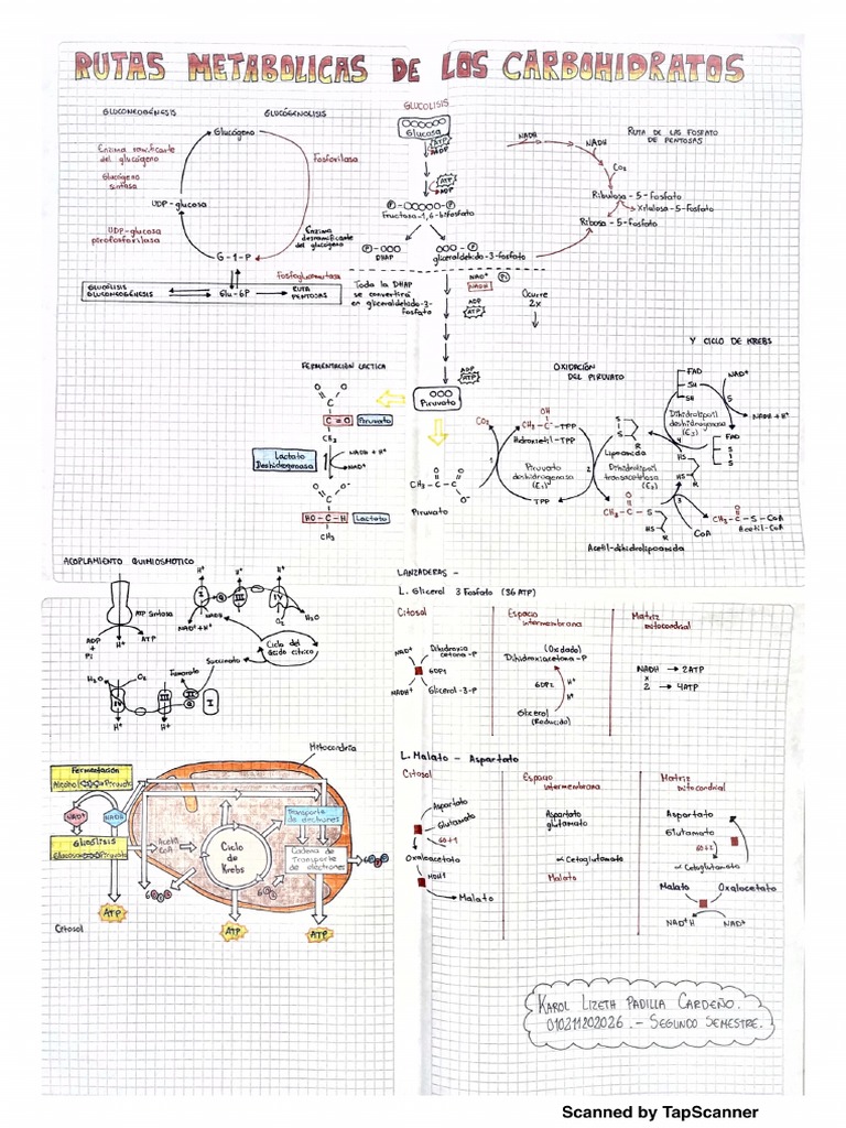 Mapa Rutas Metabólicas | PDF
