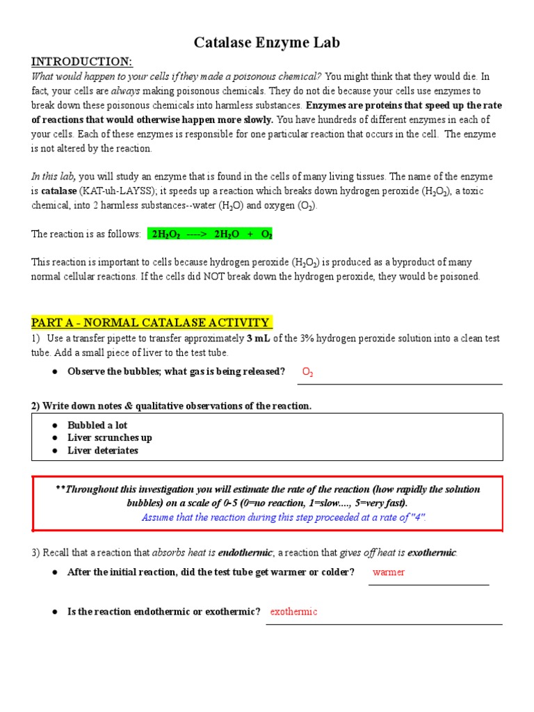 Catalase Enzyme Lab | PDF | Catalase | Enzyme