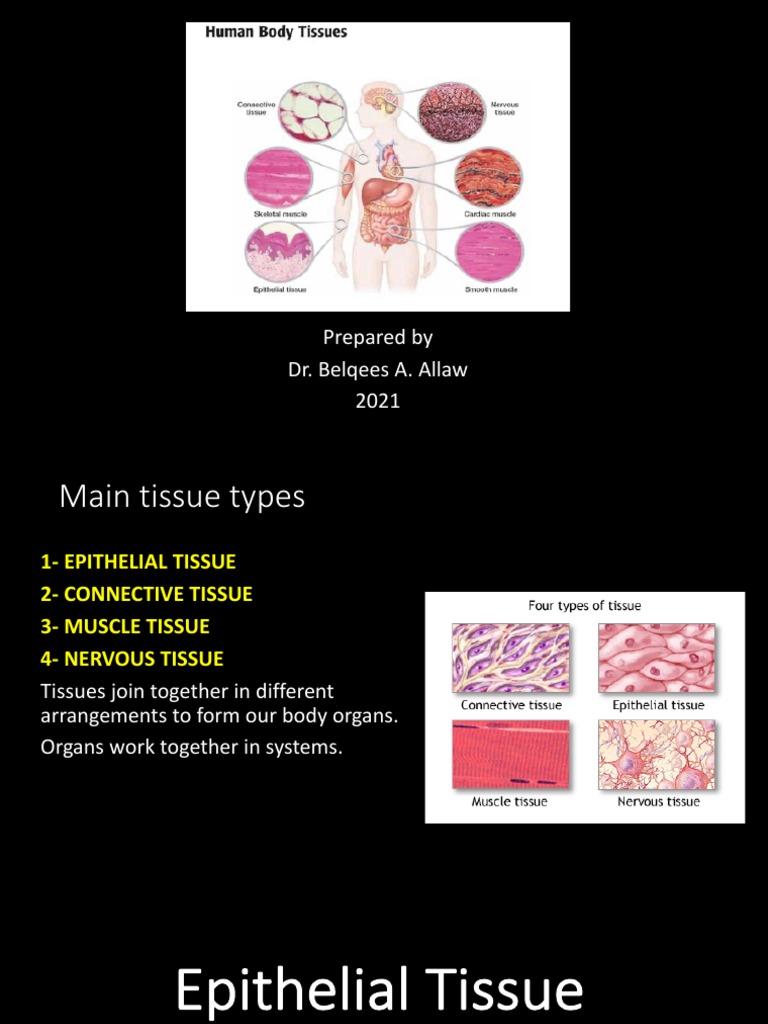 Epithelial Tissue | PDF | Epithelium | Anatomy