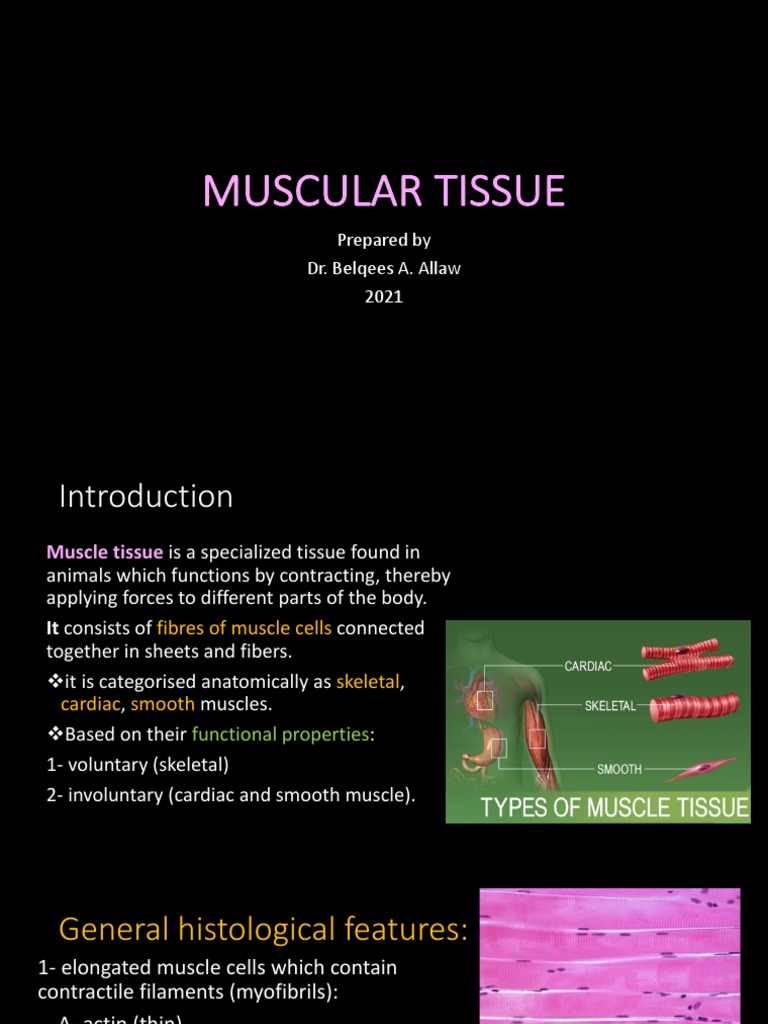 Muscle Tissue | PDF | Cardiac Muscle | Skeletal Muscle