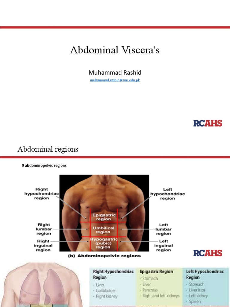 Abdominal Viscera's | PDF | Abdomen | Gastrointestinal Tract