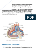 Costal Arch | PDF | Thorax | Thorax (Human Anatomy)