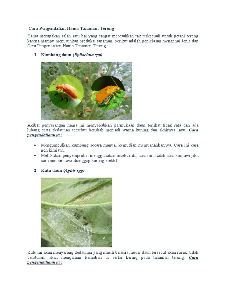 Cara Pengendalian Hama Dan Penyakit Tanaman Terong | PDF