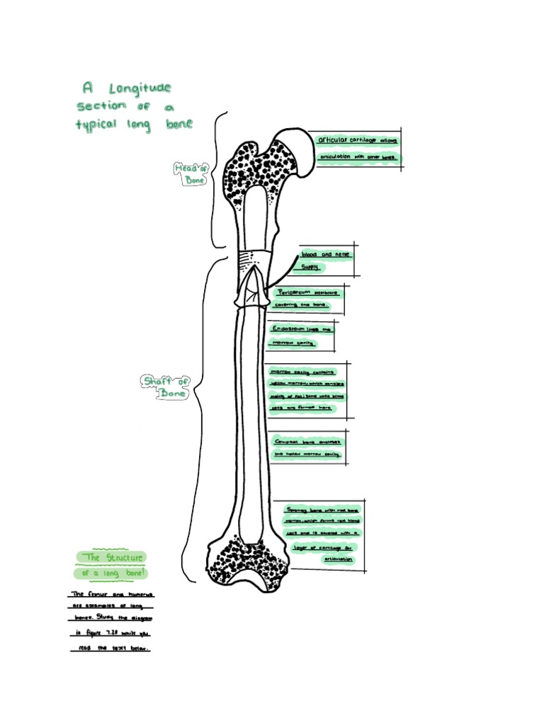 The Structure of The Long Bone | PDF | Bone | Anatomy