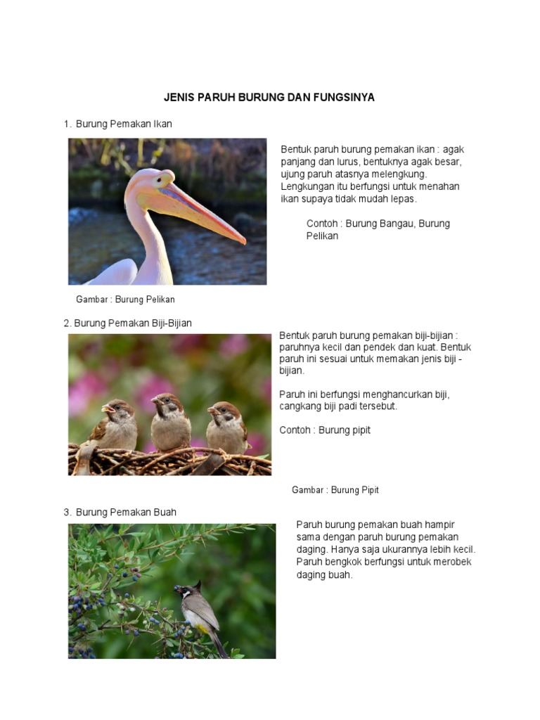 Jenis Paruh Burung Dan Fungsinya | PDF