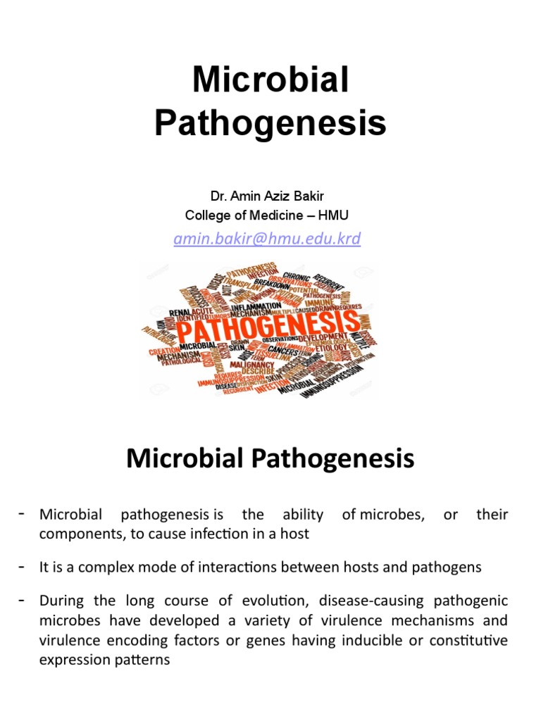 Microbial Pathogenesis: Amin - Bakir@hmu - Edu.krd | PDF | Immune ...