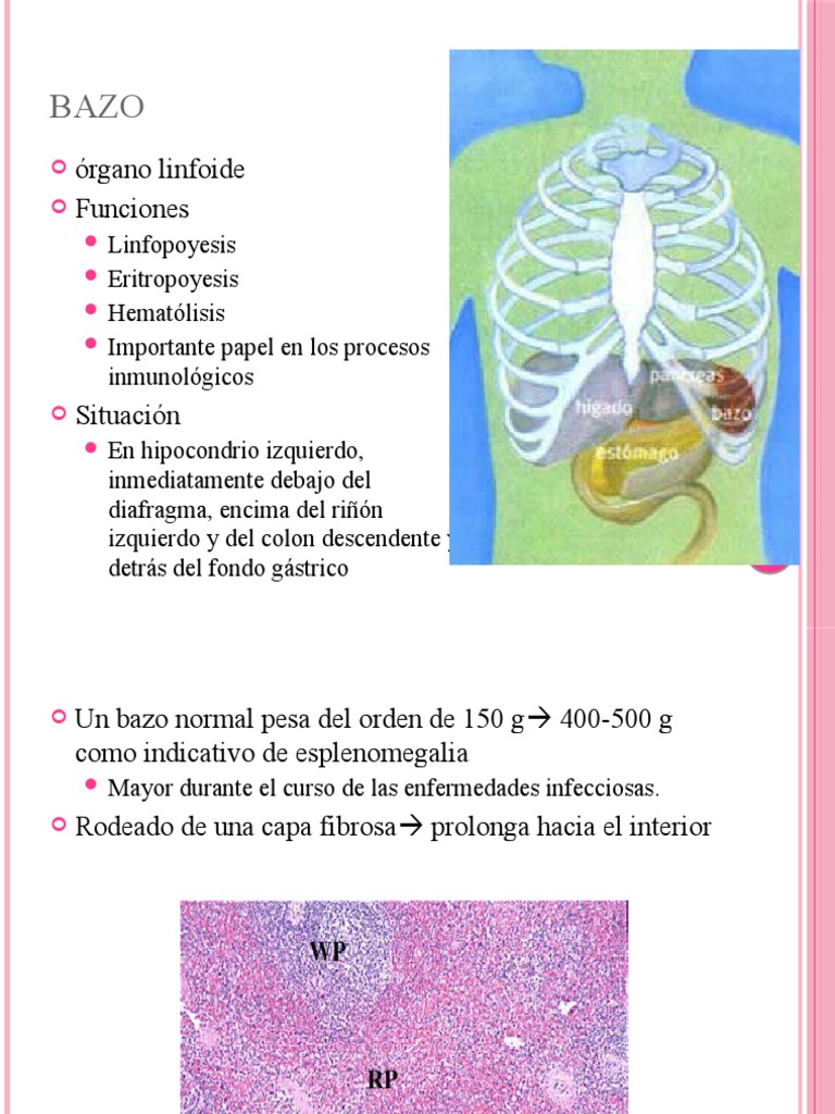 Exploración Física del Bazo | PDF | Bazo | Abdomen