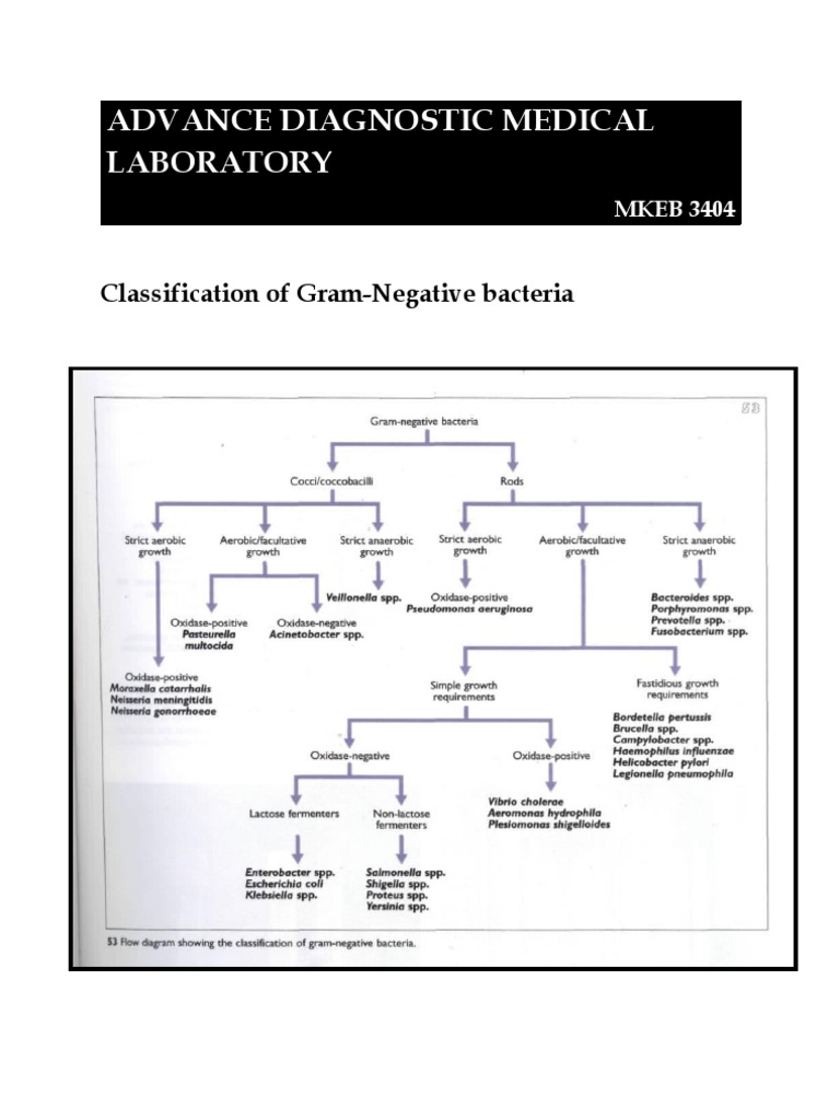 Gram Negative Bacteria Classification Gram Negative Bacteria
