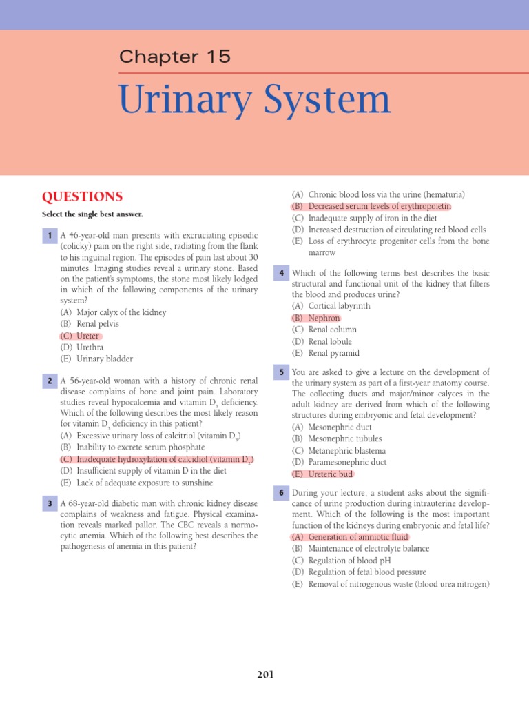 Urinary System: Questions | PDF | Kidney | Abdomen