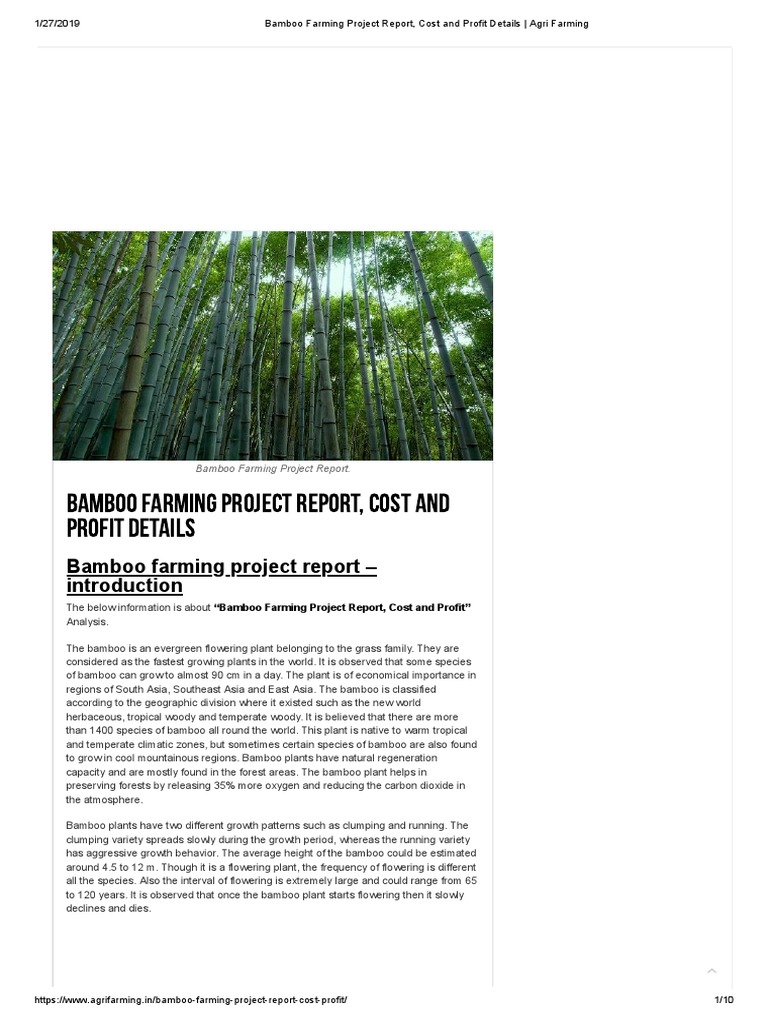 Bamboo Farming Project Report, Cost and Profit Details - Agri Farming ...