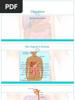 RVS CODES | PDF | Abdomen | Gastroenterology