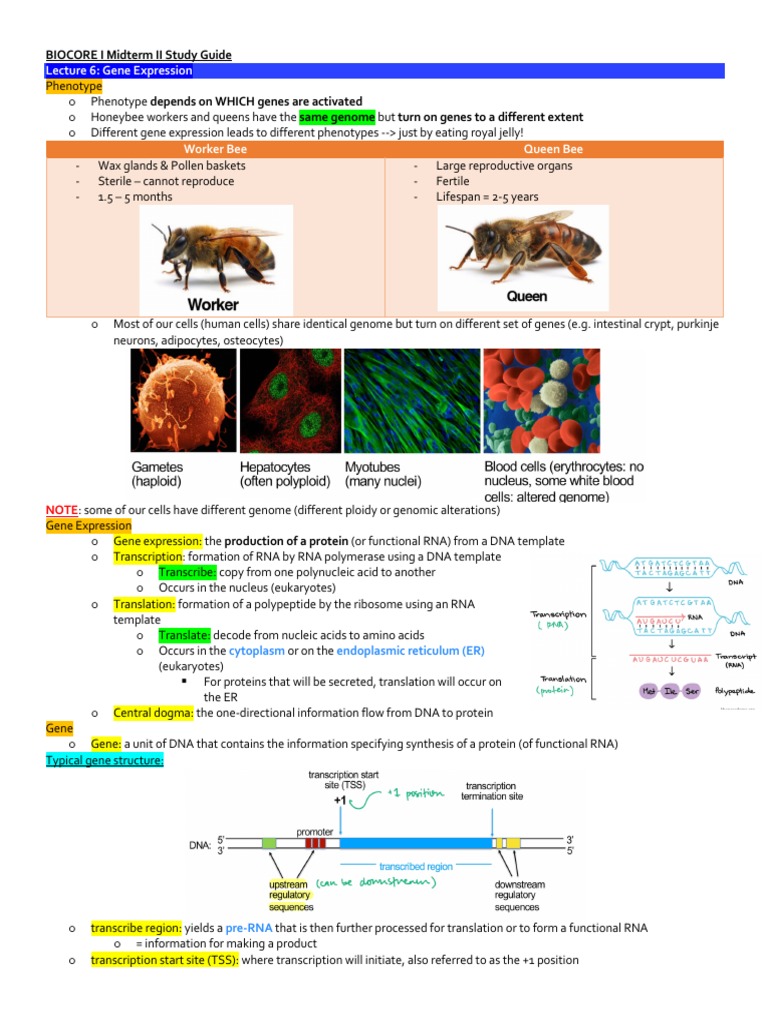 BIOCORE 1 Midterm 2 Study Guide | PDF | Rna | Histone