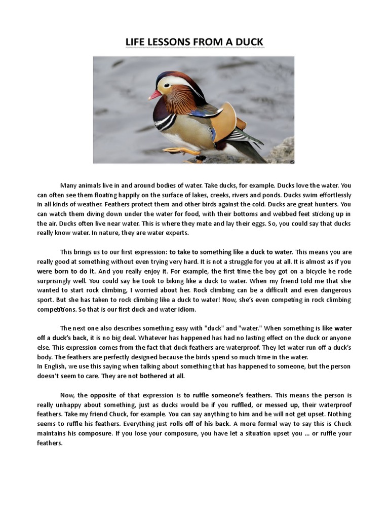 Life Lessons From A Duck | PDF | Duck | Water