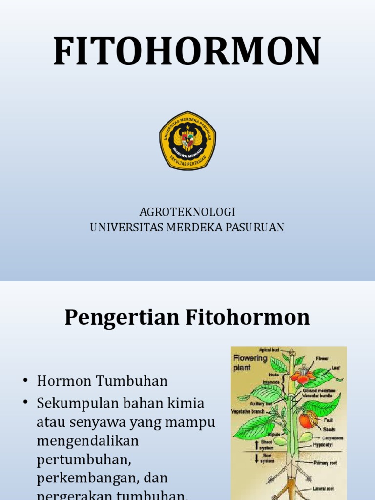 6 Fitohormon | PDF
