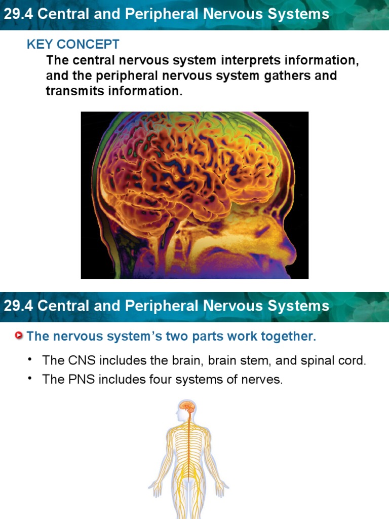 The Central Nervous System Interprets Information, and The Peripheral ...