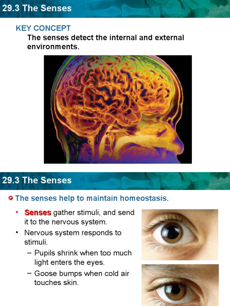 Understanding the Human Senses | PDF | Science & Mathematics