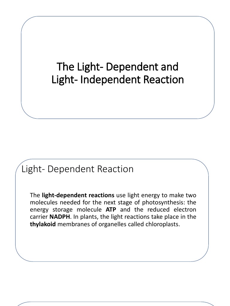 The Process of Photosynthesis: Explaining Both the Light-Dependent and ...