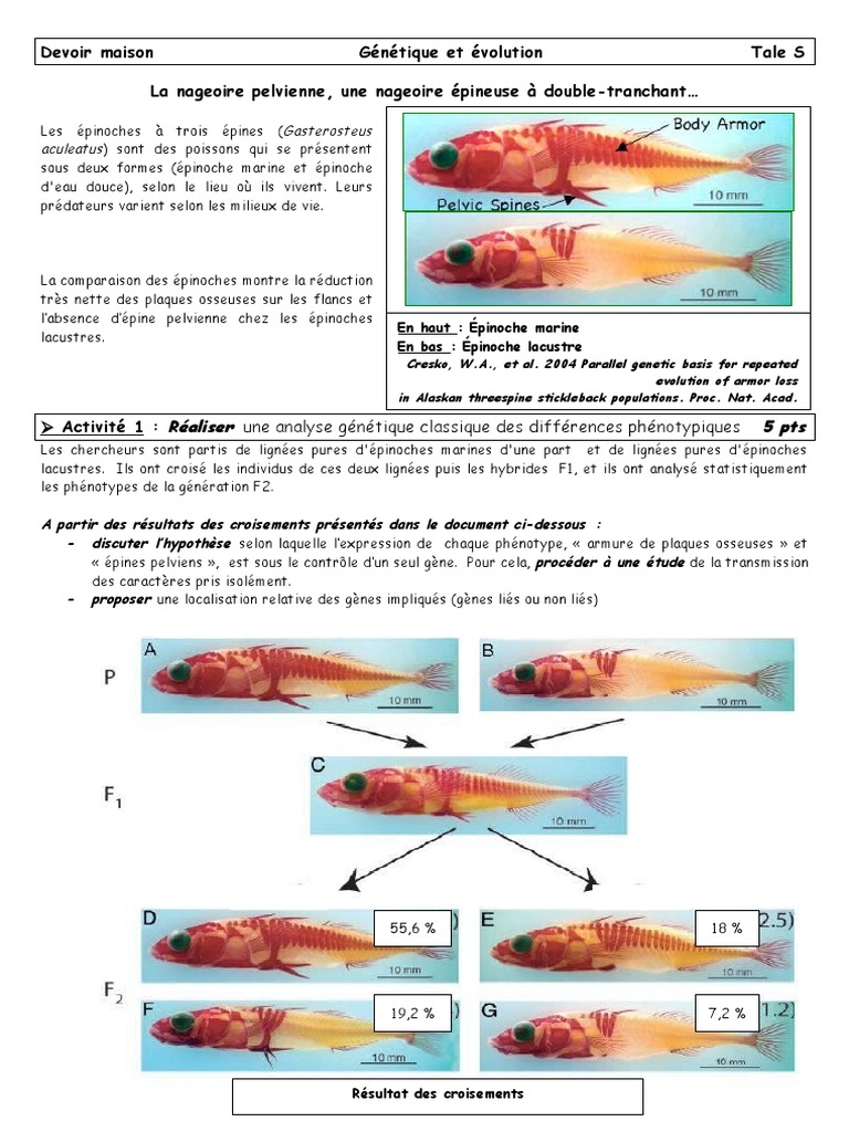 DMB Une Nageoire Épineuse À Double Tranchant... | PDF | Gène ...