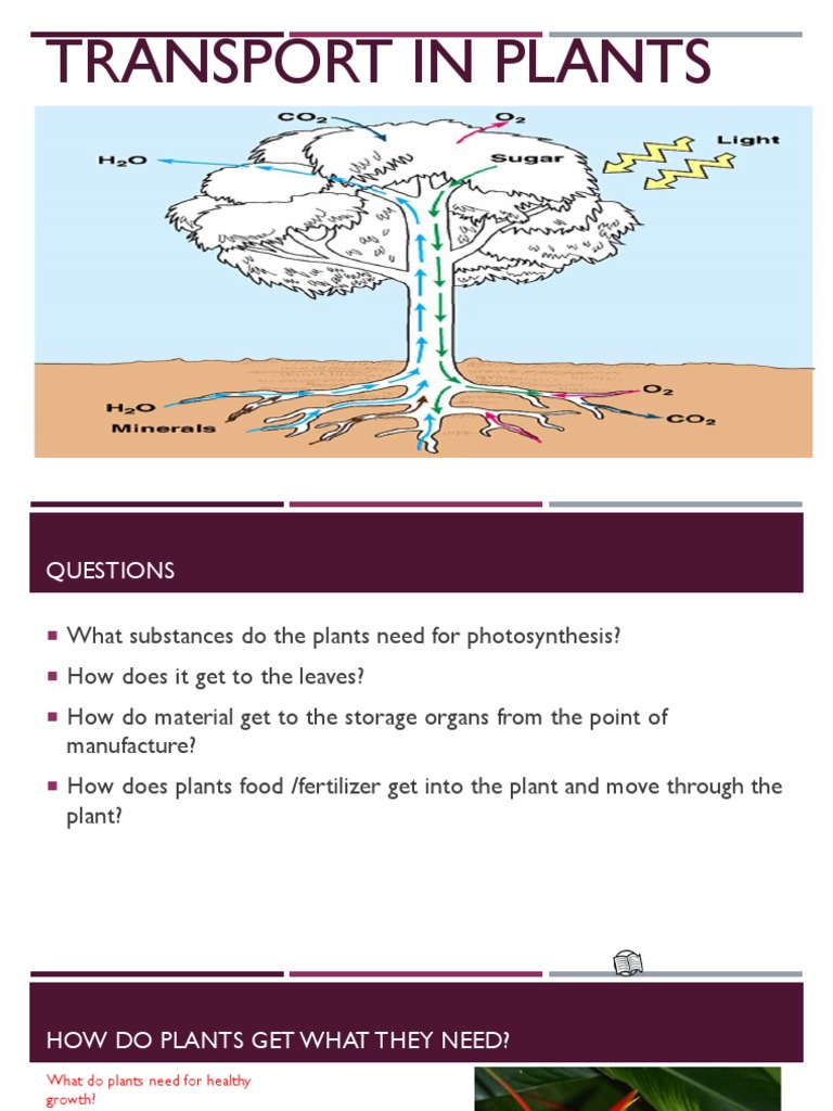 Plant Transport Explained | PDF | Stoma | Plant Stem