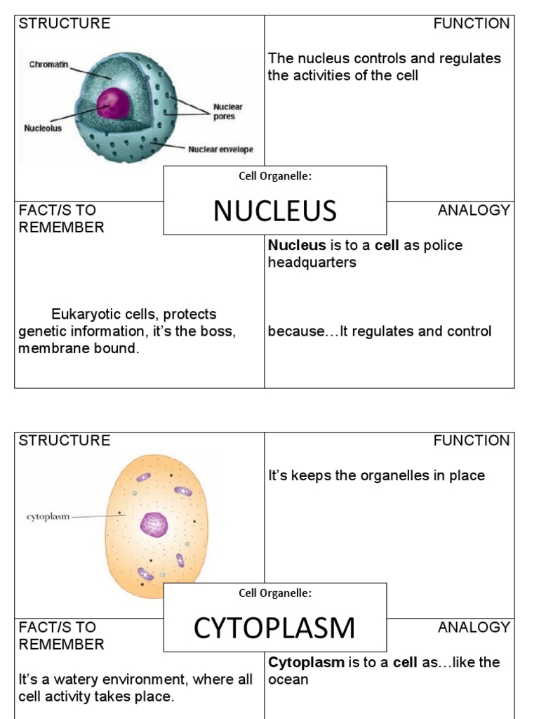 Nucleus: Structure Function The Nucleus Controls and Regulates The ...