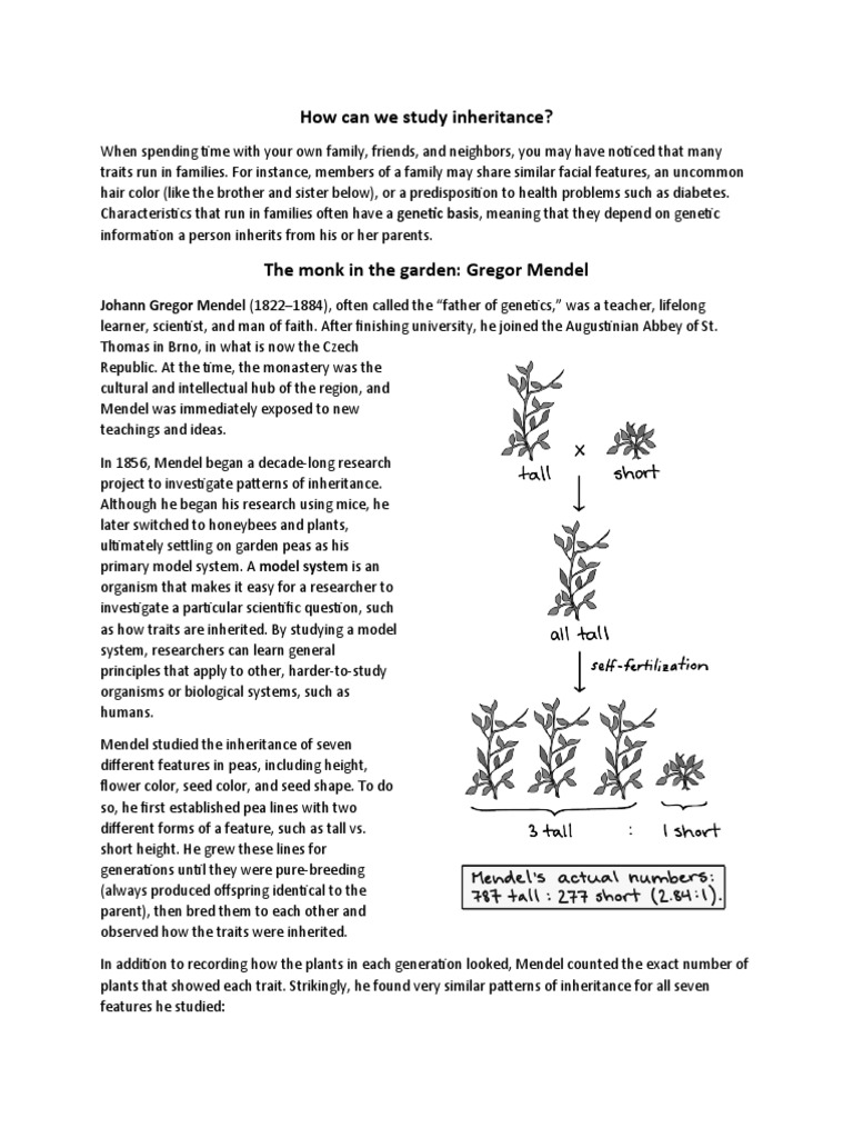 Inheritance Activity (Has Bonus Assignment Along With The Lab) | PDF ...