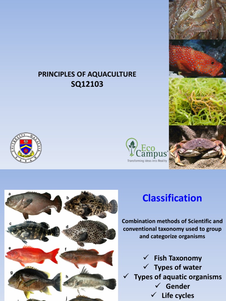 SQ12103 - Week 2-Classification in Aquaculture | PDF | Plankton ...