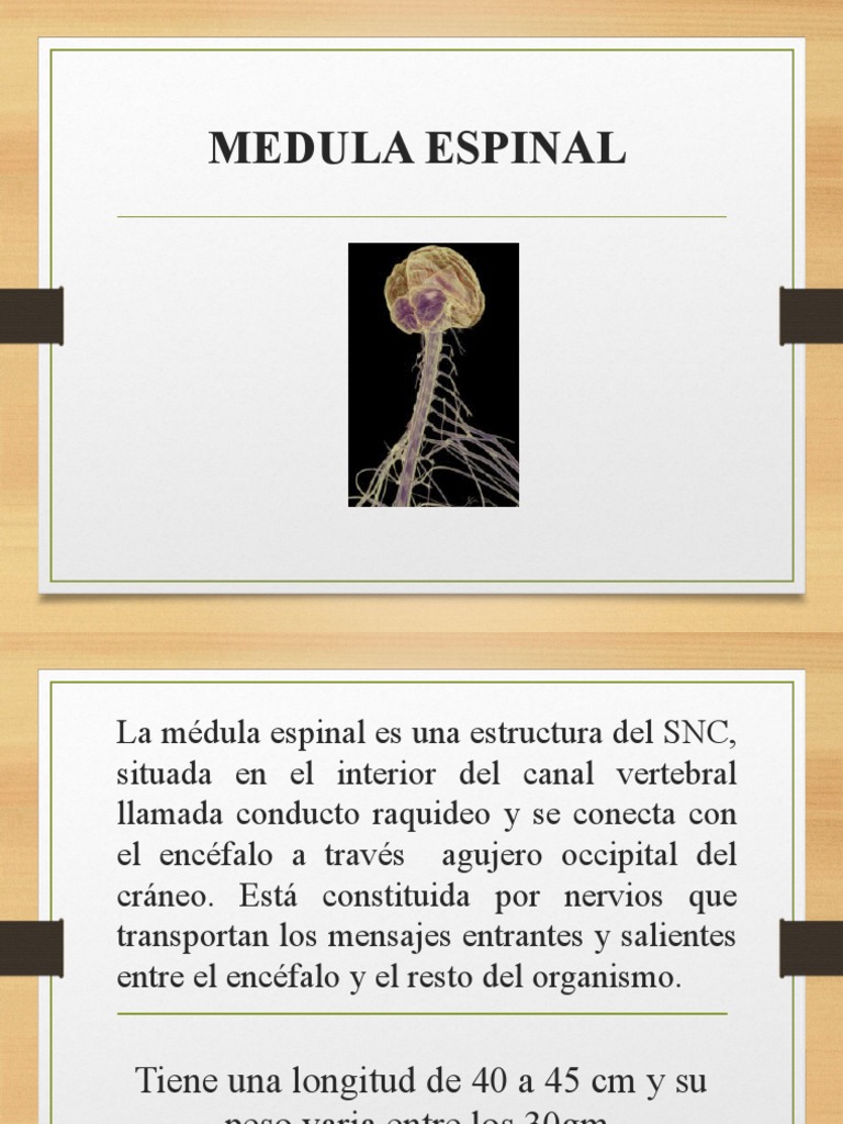 Medula Espinal Diapositivas. | PDF | Médula espinal | Nervio