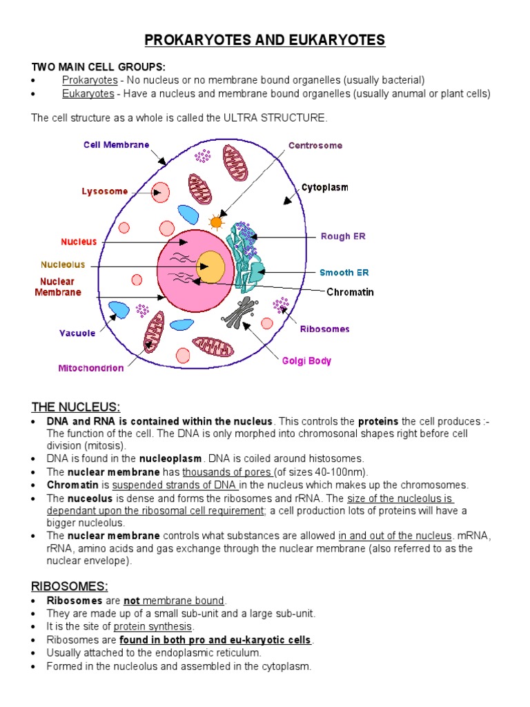 Prokaryotes and Eukaryotes | PDF | Cell Nucleus | Biological Evolution