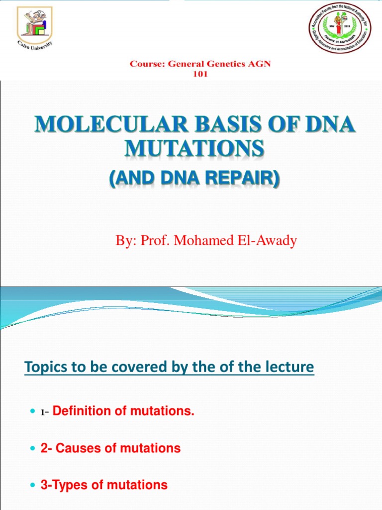 Dna Mutation Final Pdf Mutation Dna Repair
